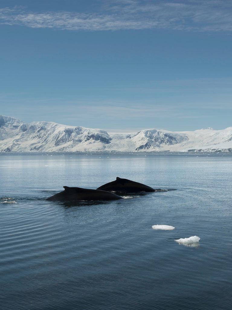 About SEASE: Sustainable and Stylish Outdoor Clothing | SEASE