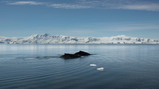 About SEASE: Sustainable and Stylish Outdoor Clothing | SEASE